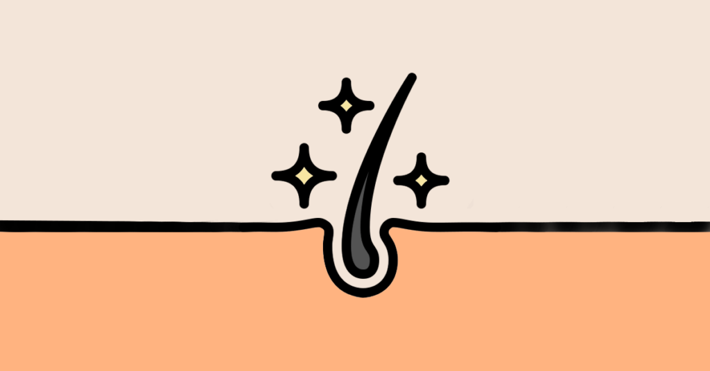 Hair Follicle: Function, Anatomy, And Conditions | AndSons SG